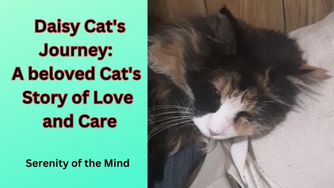 Daisy Cat's Journey: A beloved Cat's Story of Love and Care - YouTube