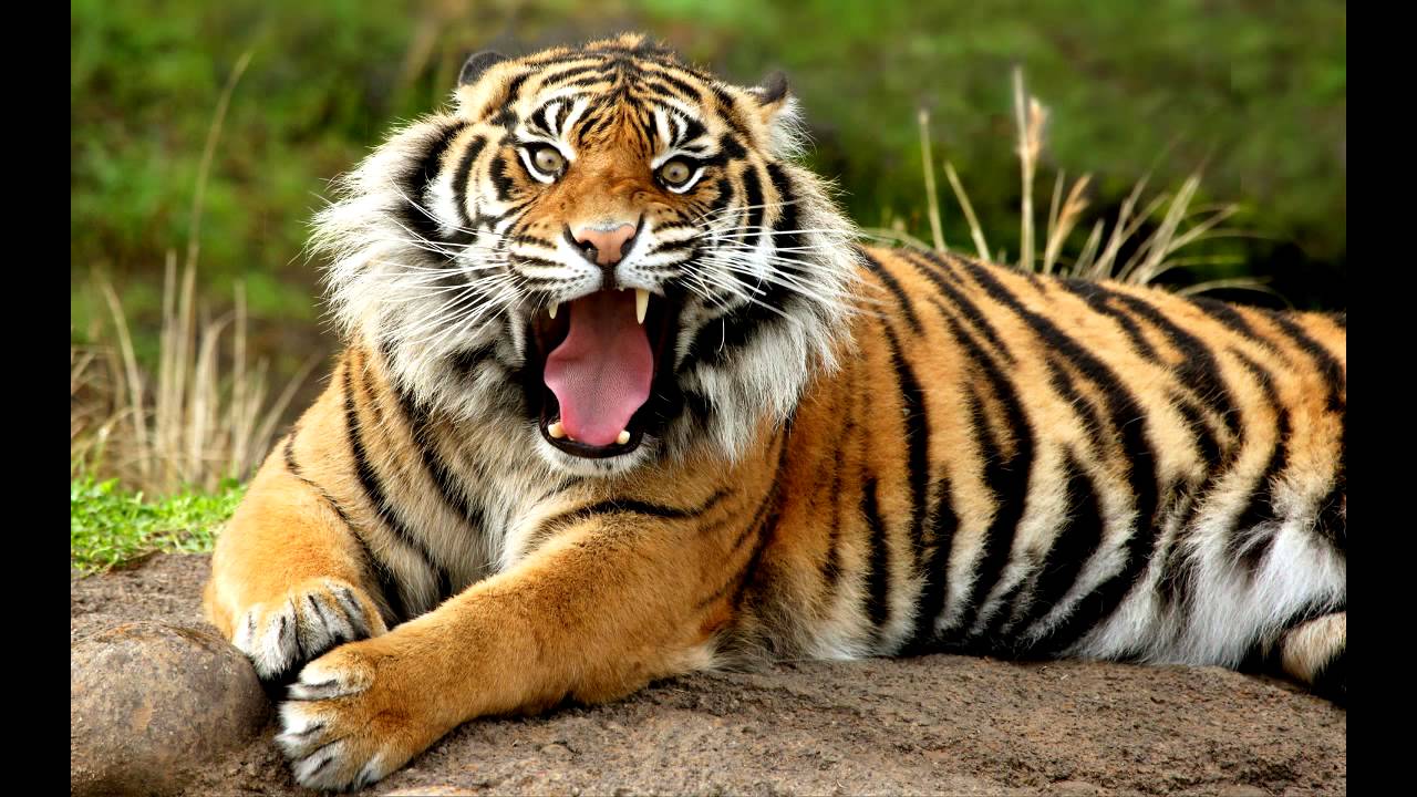 Buttnose is a tiger! Roooooooooaaaar!!!! - YouTube