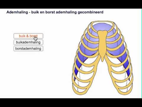 De ademhaling - YouTube