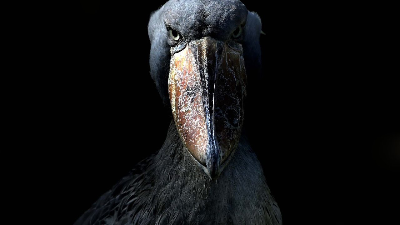 Big Bird Sightings In Texas