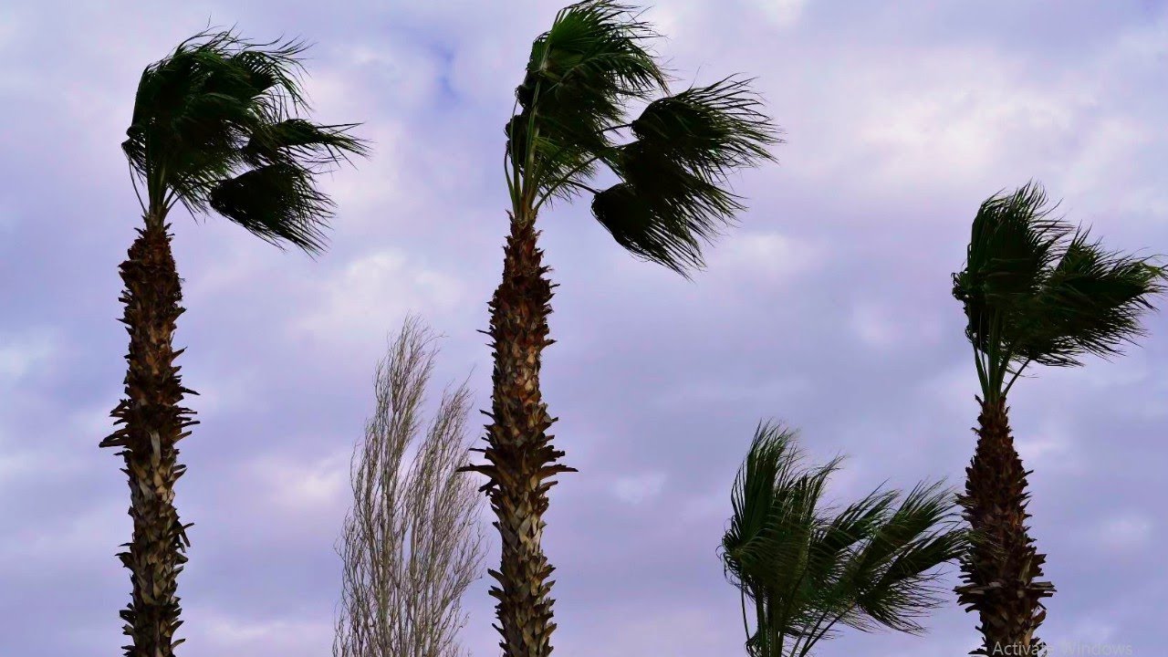 1 Hours Howling Wind Sound | Wind Sounds for Sleeping 1 hour | Relaxing ...