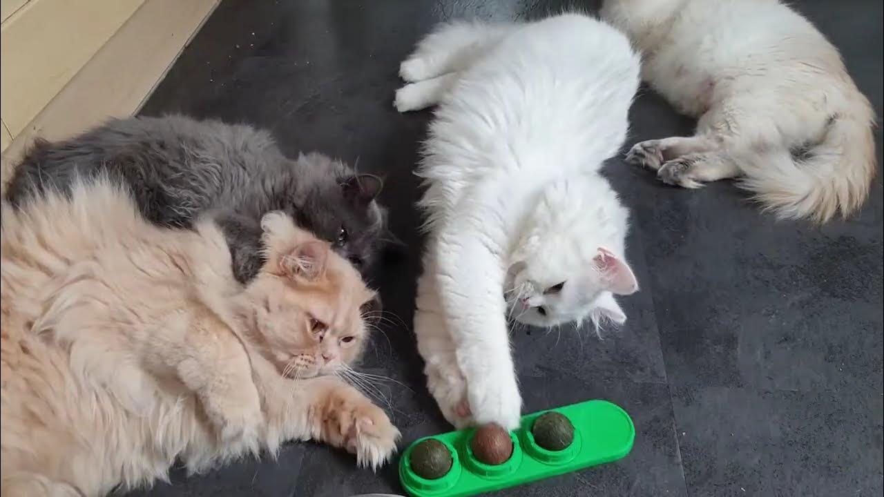 Cats go crazy over catnip licker balls - YouTube