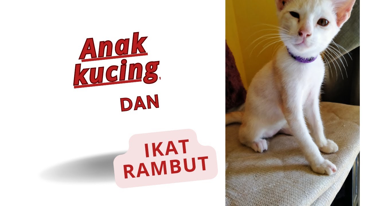 anak kucing dan ikat rambut - YouTube
