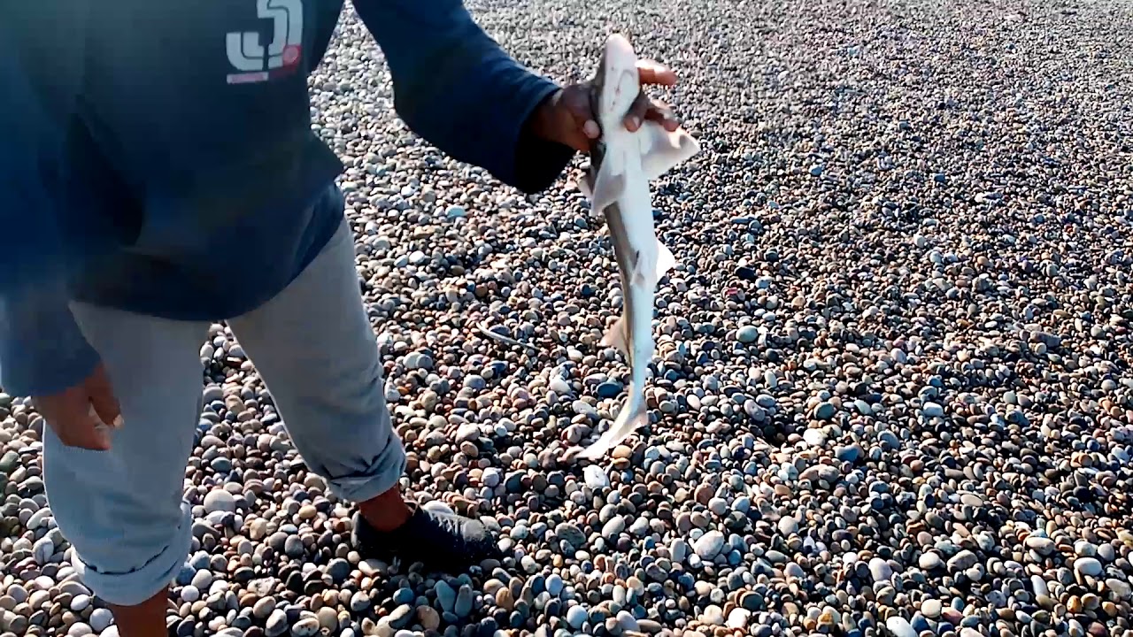 Pescador pesca un tollo leche con carnada Marucha - YouTube