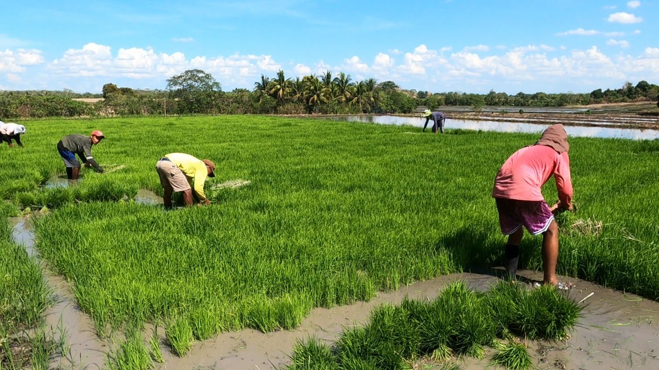 RICE FARMING IN THE PHILIPPINES (FULL VIDEO) - YouTube