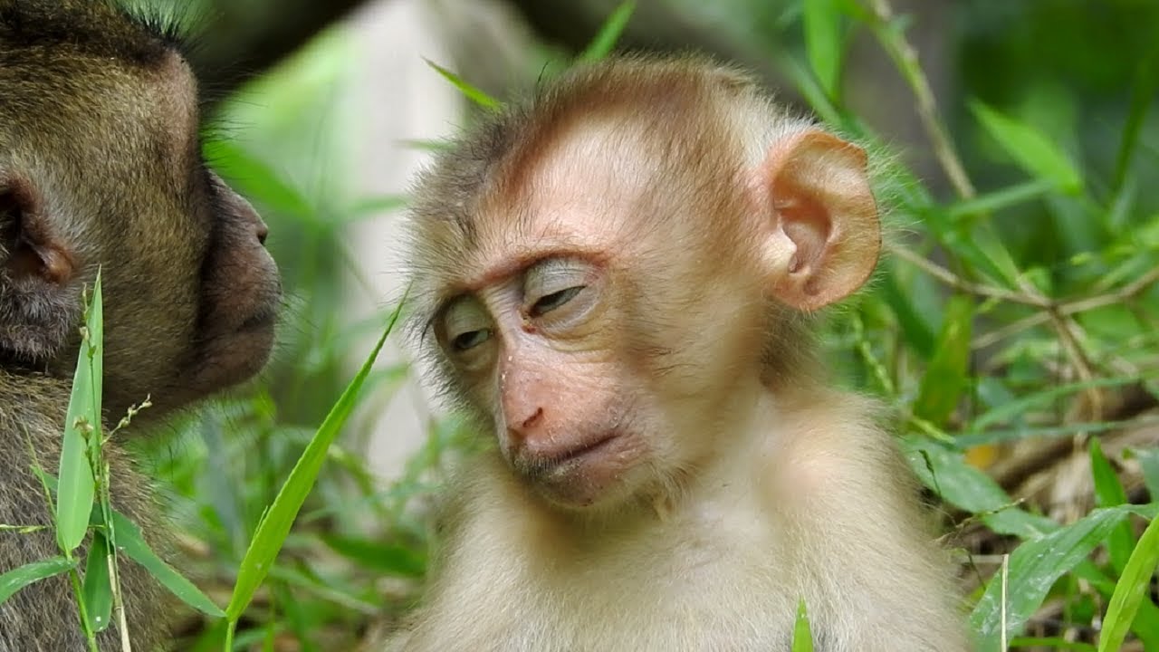 Wow So Sleepy , New Baby Very Sweeties On Monkey's Shoulder ST895 Mono ...