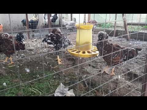Rare colour of Old Russian Chicken breed: Scarlet Orloff - YouTube