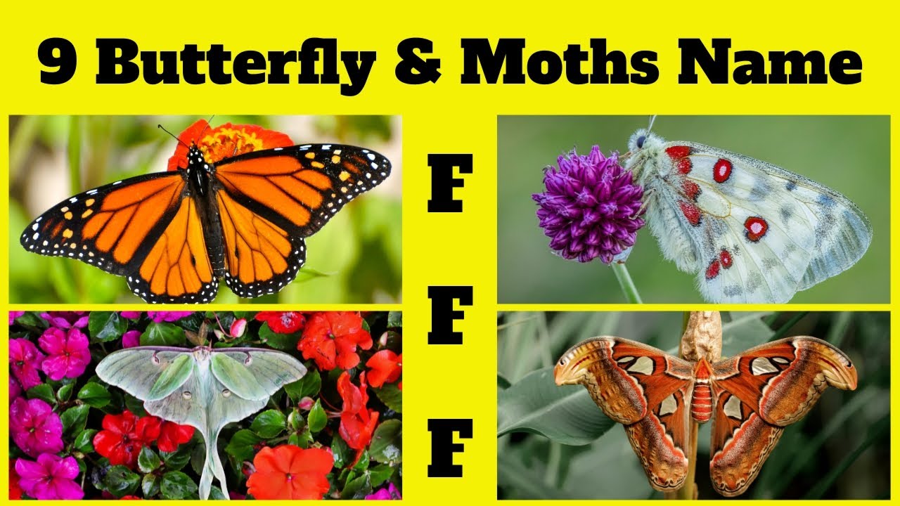 ABCs of Butterflies & Moths | 9 Butterfly & Moths Name Start with F ...