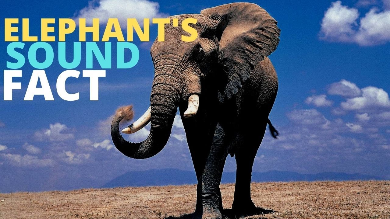 Elephant sound effect - wild elephants - YouTube