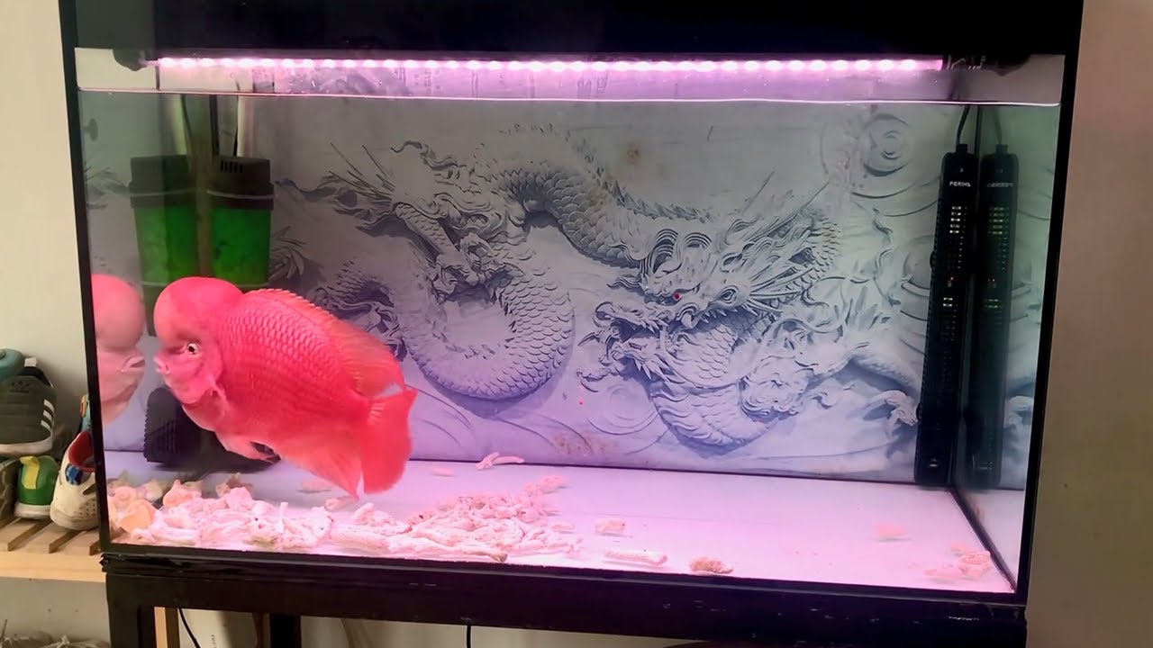 #1 Super red monkey bay cichlid fish tank live my house - YouTube
