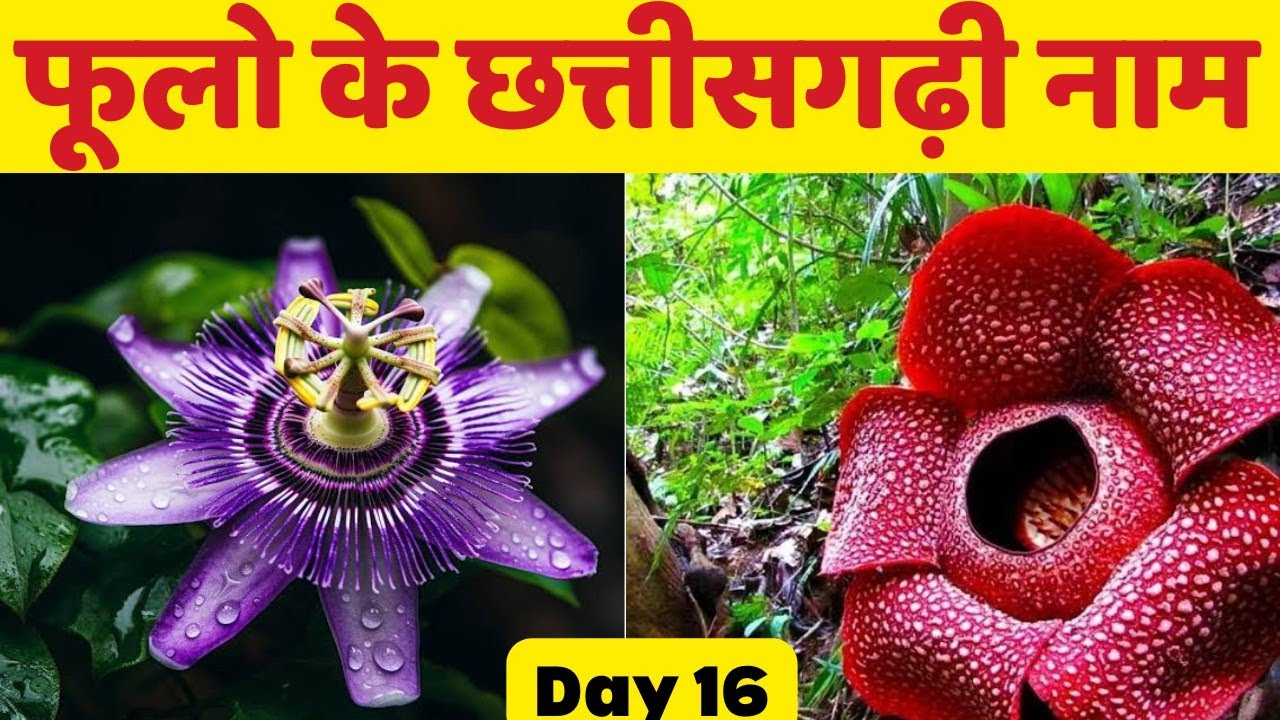 Chhattisgarh flowers name//chhattisgarh state flower//फूलों के नाम ...