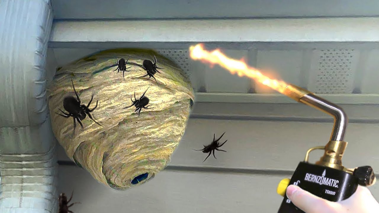 why did i burn this SPIDER nest.. - YouTube