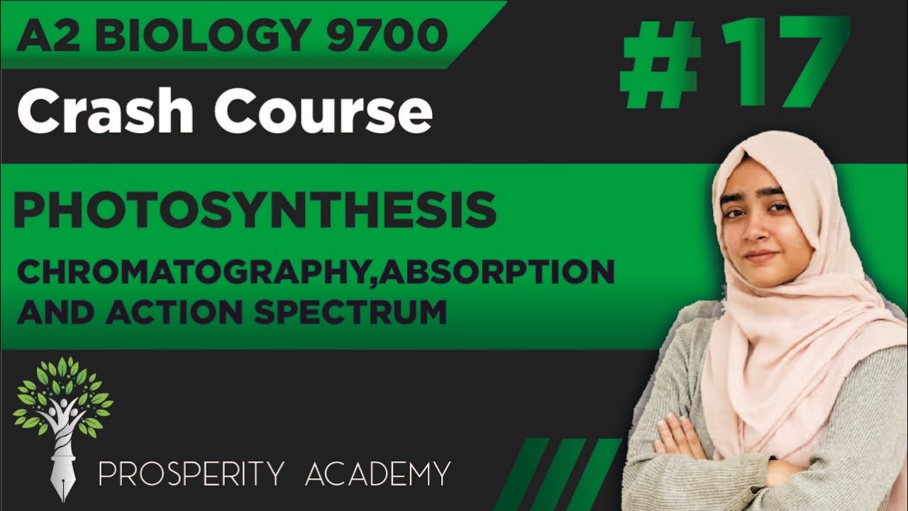 Chromatography , Absorption and Action Spectrum | Photosynthesis | 9700 ...