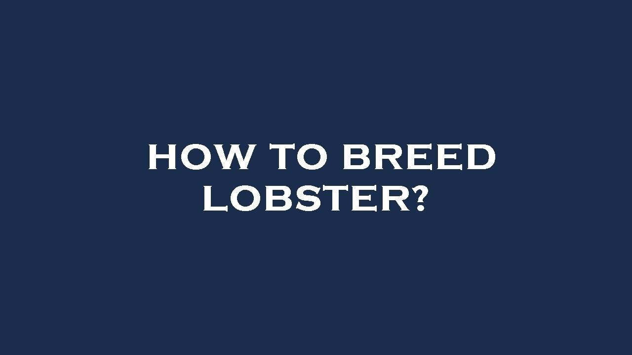 How to breed lobster? - YouTube