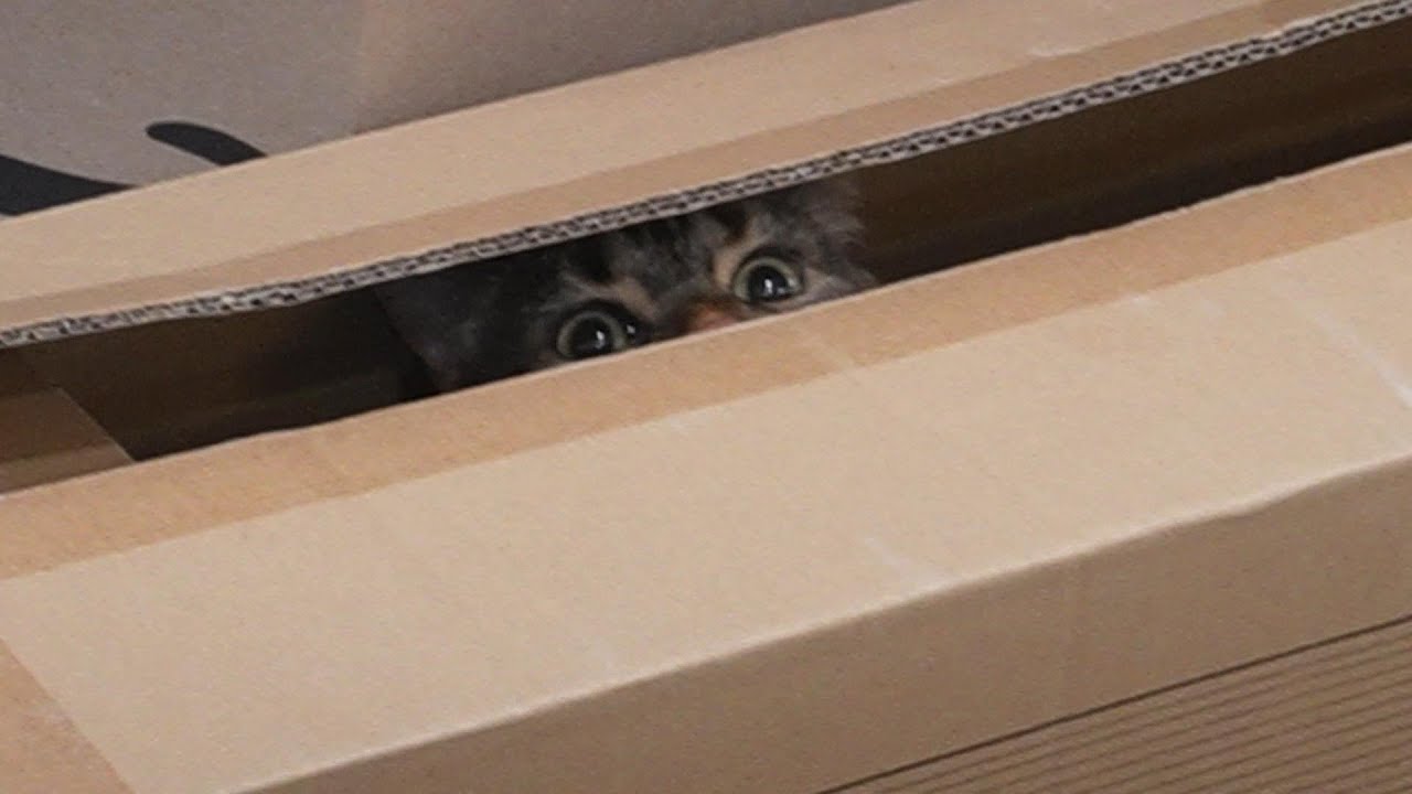 Cardboard boxes make kitty cats go crazy! - YouTube