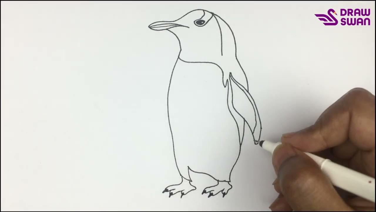How to draw a Gentoo penguin - YouTube
