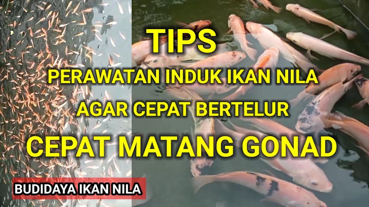 Cara Merawat Induk Ikan Nila Agar Cepat Bertelur Dan Cepat Matang Gonad