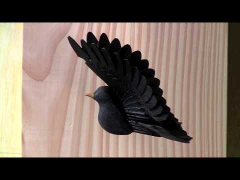 Fan bird - YouTube
