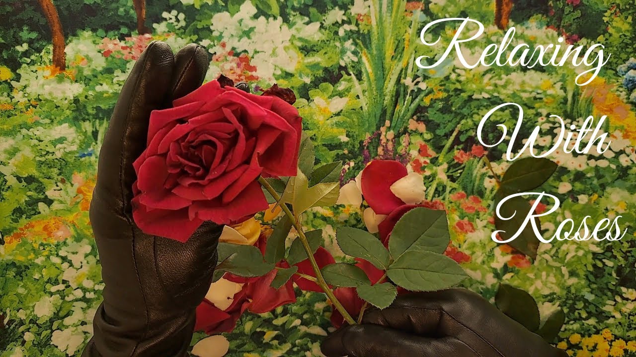 Roses Have Thorns | ASMR | Whispering | Rose Petals Crunching - YouTube