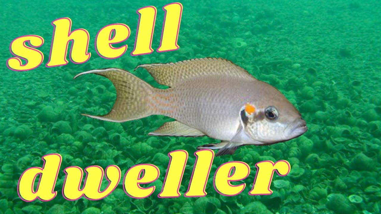 Shell Dweller Cichlid Tank - YouTube