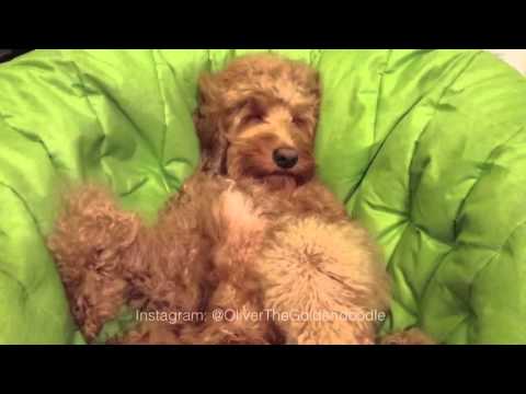 Dog loves the blow dryer