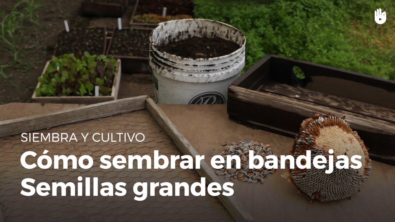 Bandejas Caseras Para Iniciar La Siembra De Semillas Bandejas Para