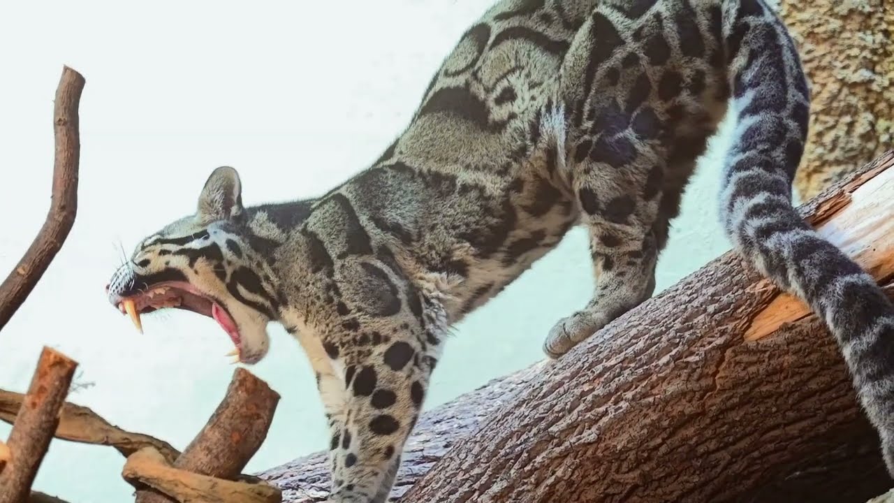 Nebelparder streckt sich Clouded Leopard - YouTube