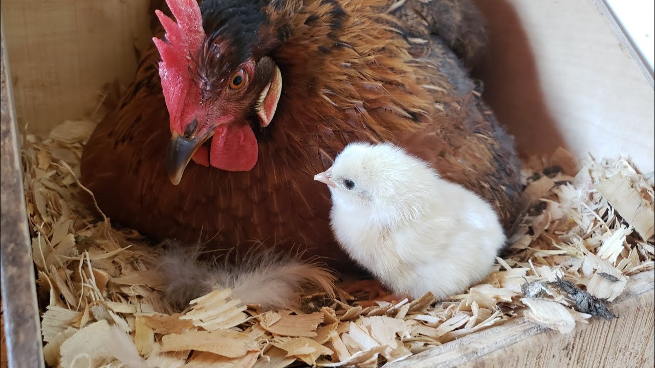 RED ALERT! RED ALERT! WE HAVE CHICKS!!! - YouTube