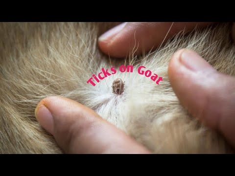 Ticks on goat 🐐 | How to remove ticks on goat | Goat ticks treatment ...