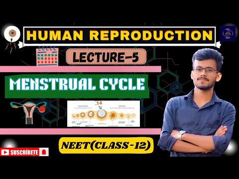 Human Reproduction | Menstrual cycle | Phases of Menstrual cycle ...