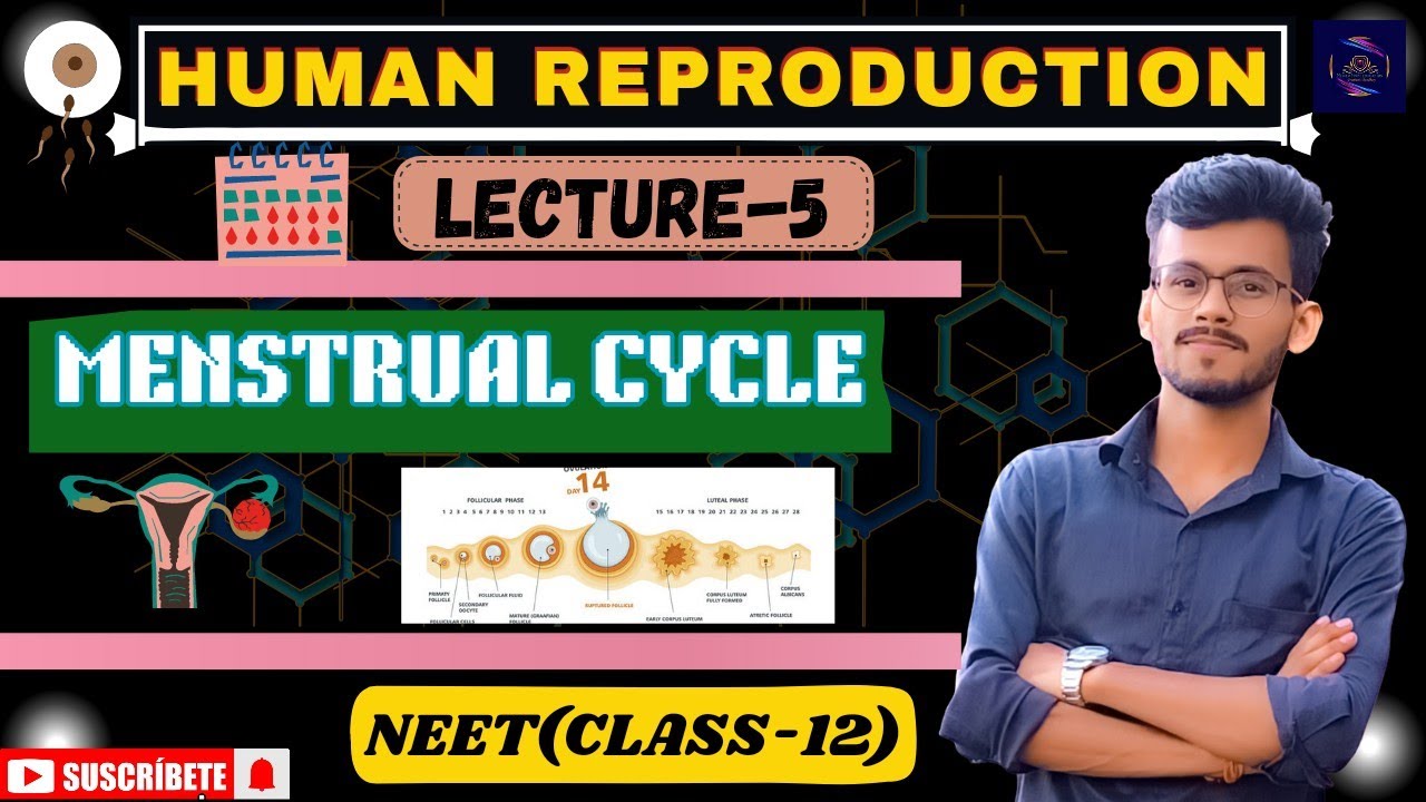 Human Reproduction | Menstrual cycle | Phases of Menstrual cycle ...