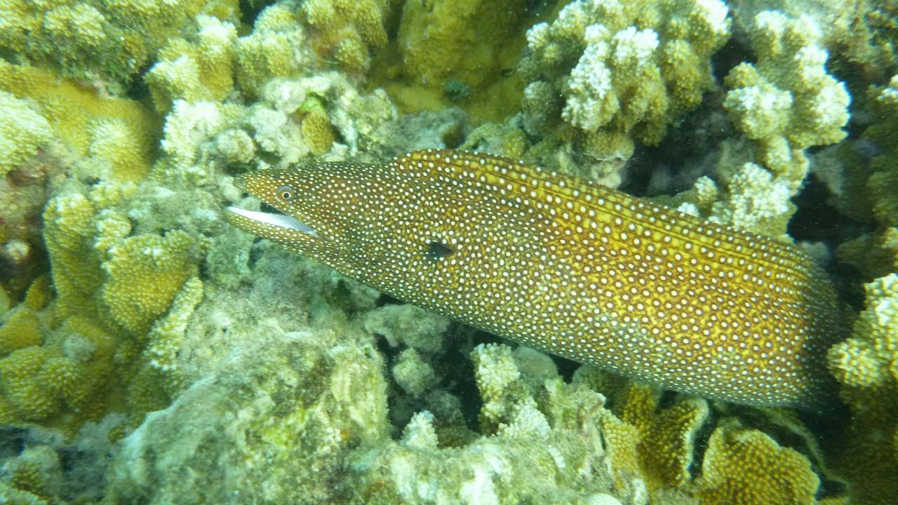 Scary Moray Eels in Kapalua Bay, Maui. Happy Halloween! - YouTube