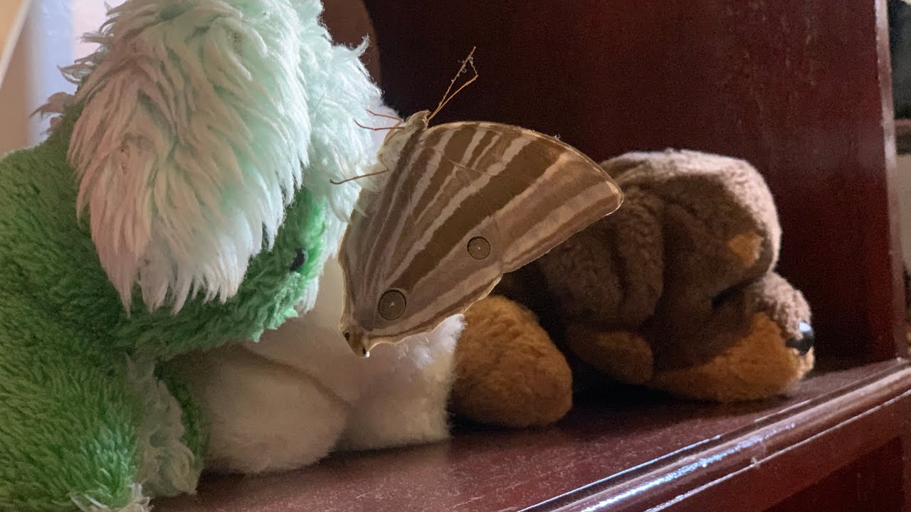 Ang paro paro ng namayapa naming pangalawang ina. - YouTube