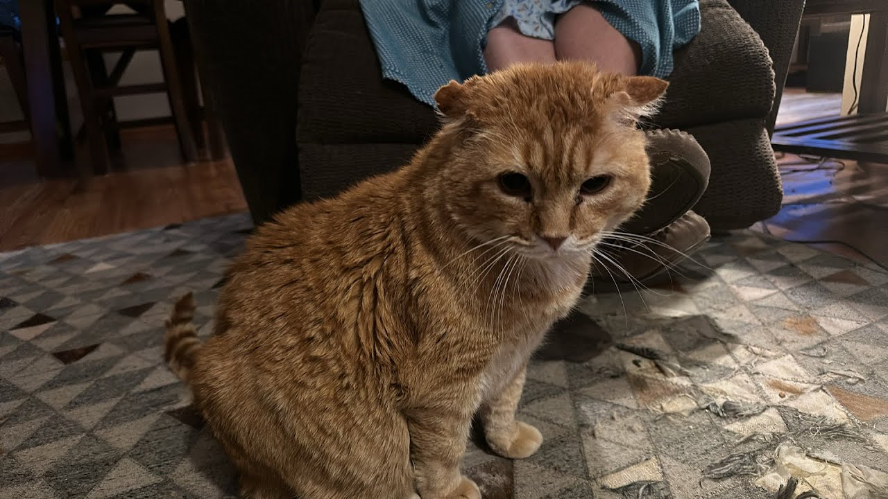 Colombo here. You remember, former garbage cat. NOT NO MO!!! - YouTube