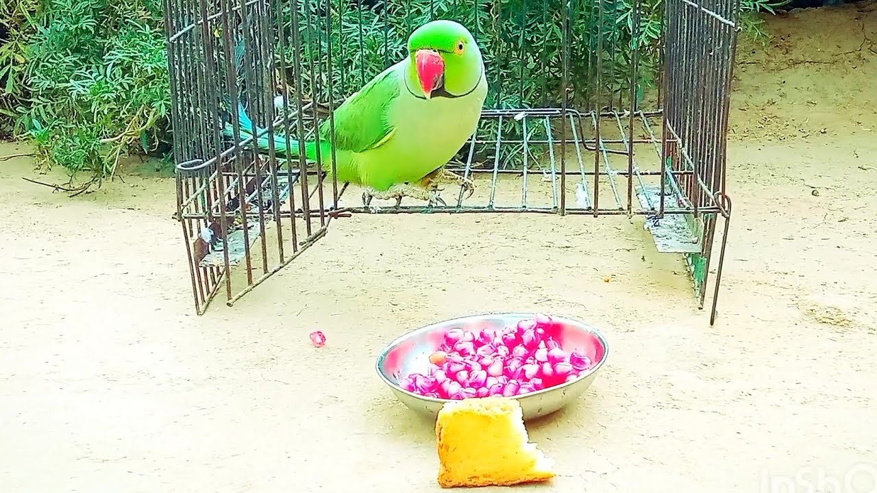 Beautiful Green ringneck parrot talking ll chirping sounds ll Green ...