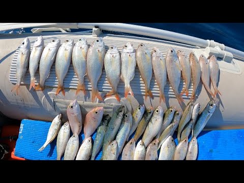 ΠΡΩΙΝΟ ΨΑΡΕΜΑ ΜΕ ΤΟΝ ΣΤΕΛΙΟ !! ΑΥΓΟΥΣΤΟΣ 2022!!! - YouTube