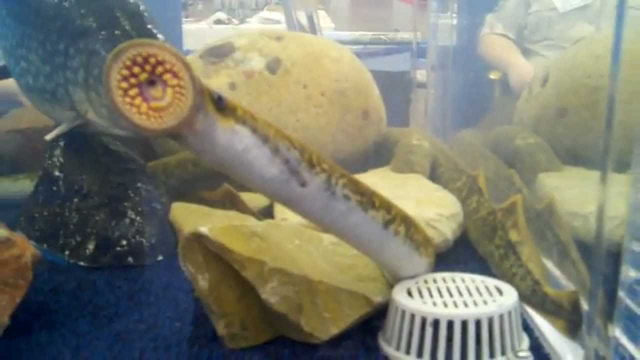 Large Fresh-Water Parasites - YouTube