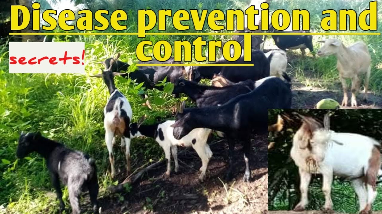 Goat diseases prevention and control | Paraan para sa malusog na ...