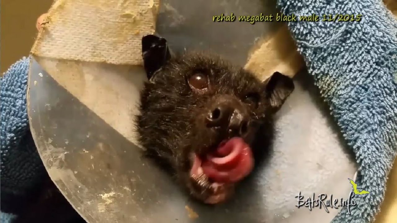 Rescued Bat, Megabat black male, flying fox, fruit, bat tounge - YouTube