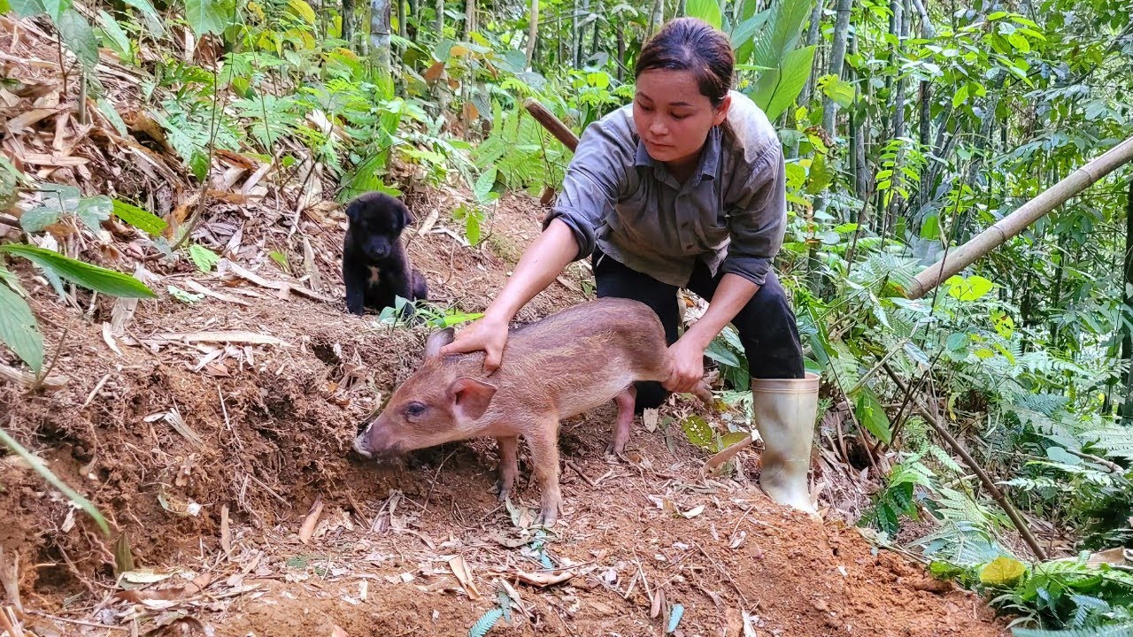 Wild boar : Trap tropical wild boar - survival alone - YouTube
