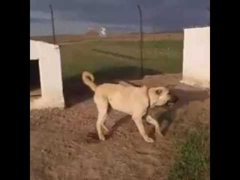 Satılık kangal yavrusu