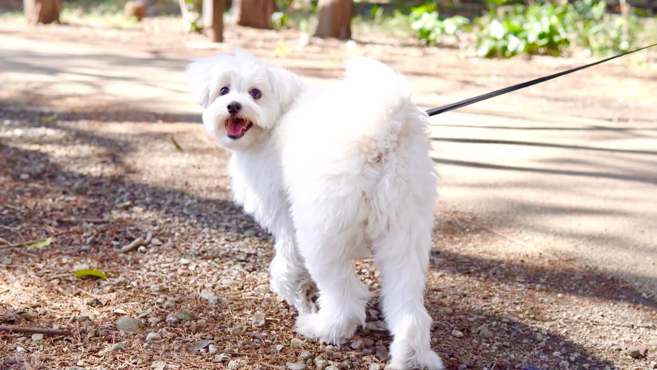 【スピプーのもふもふなお尻】堪能する3分間。3 minutes to indulge in spitzpoo’s fluffy bottoms ...