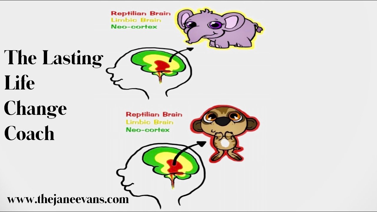 Time to tame your meerkat brain? - YouTube