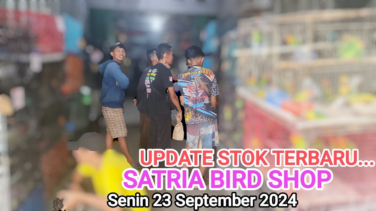Update Siang stok burung bahan full stok Satria bird shop Senin 23/09 ...