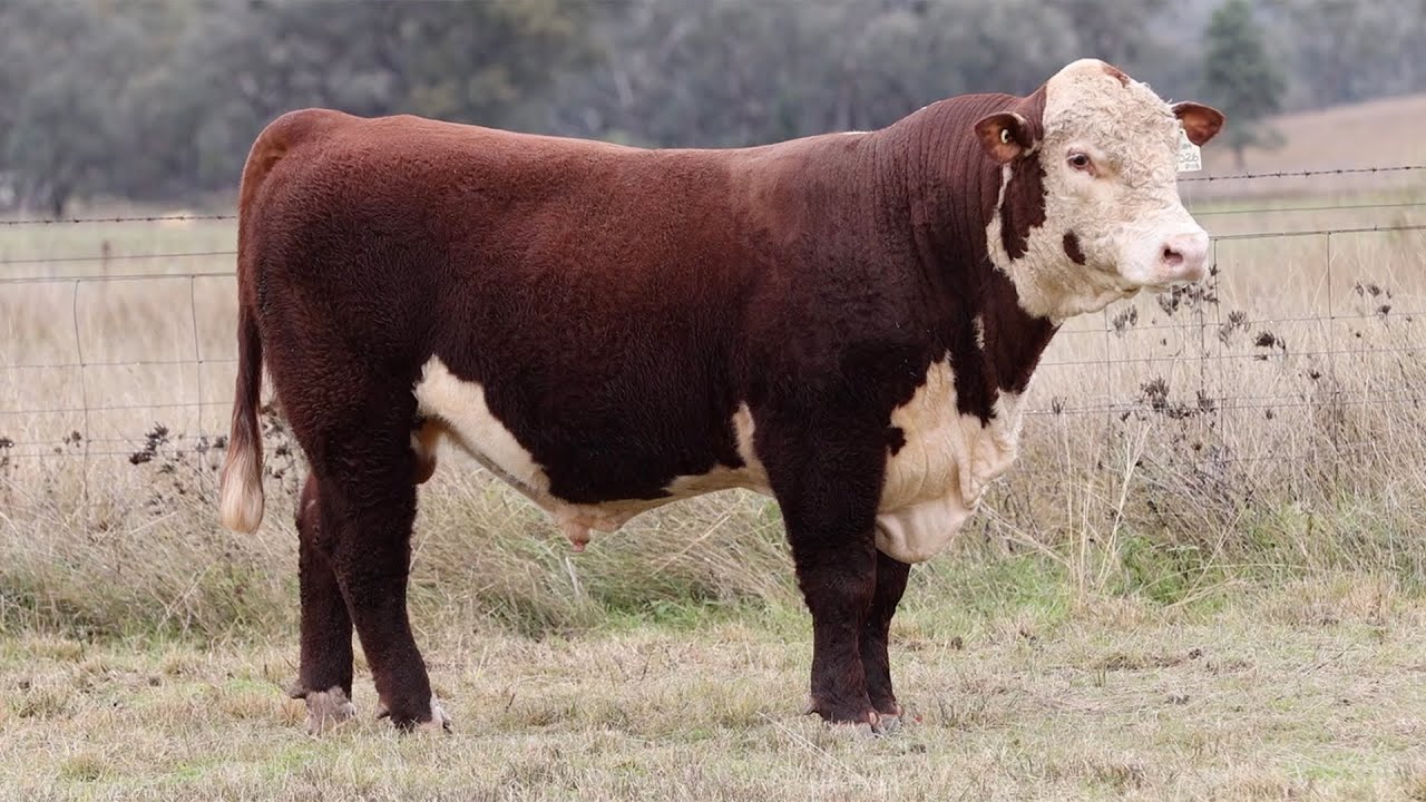 Lot 29 CDET026 Cascade 2024 - YouTube