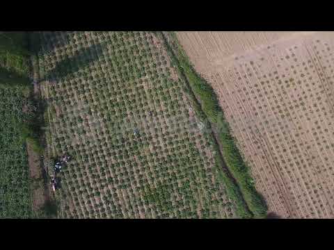 dağ yolu, tarlada çalışan insanlar, arazi, ağaçlar, yeşillik, drone, flycam, ysv ao 4k 1179