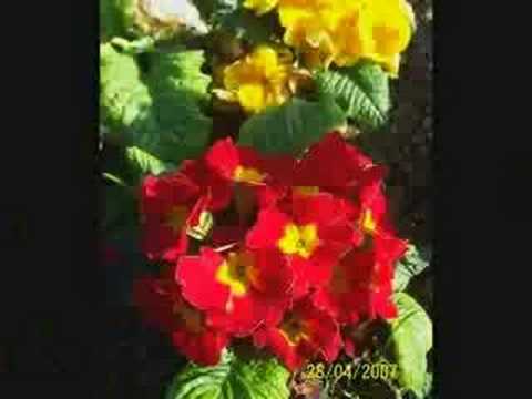 KAR,KEMENÇE,GÜLLER VE KUŞLAR