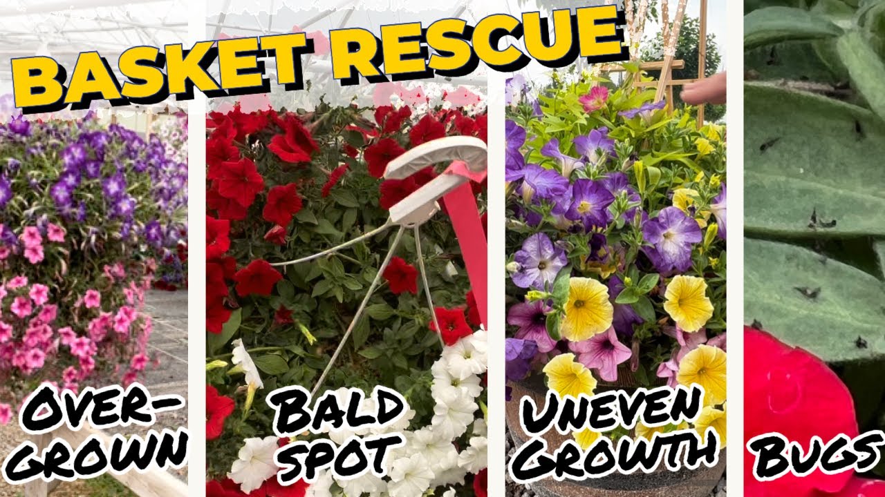 Hanging Basket Rescue: fixing the most common container problems - YouTube