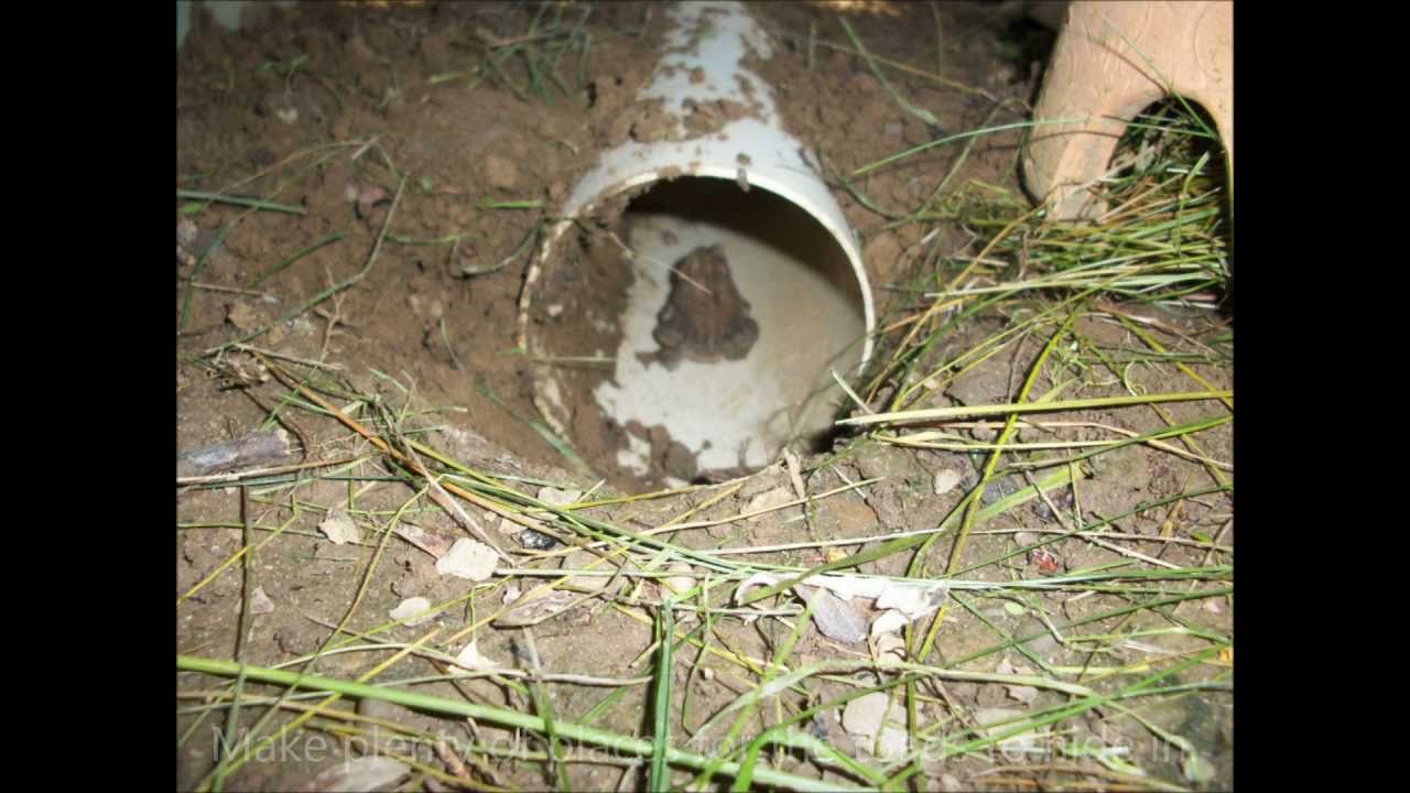 How to Make an Awesome Outdoor Enclosure (A.K.A. Toad Land) for Many ...