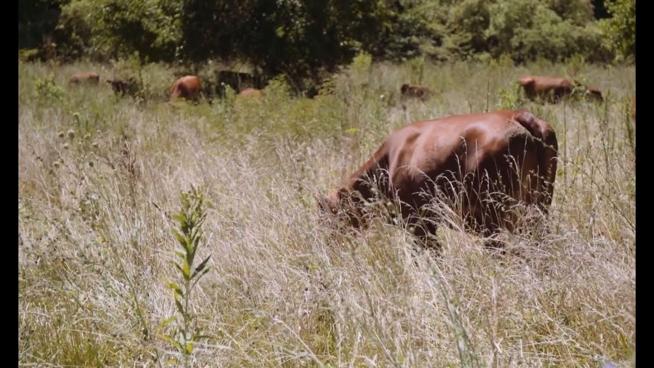 Adaptive Grazing 101: How to Use Biomimicry to Benefit Animal and ...